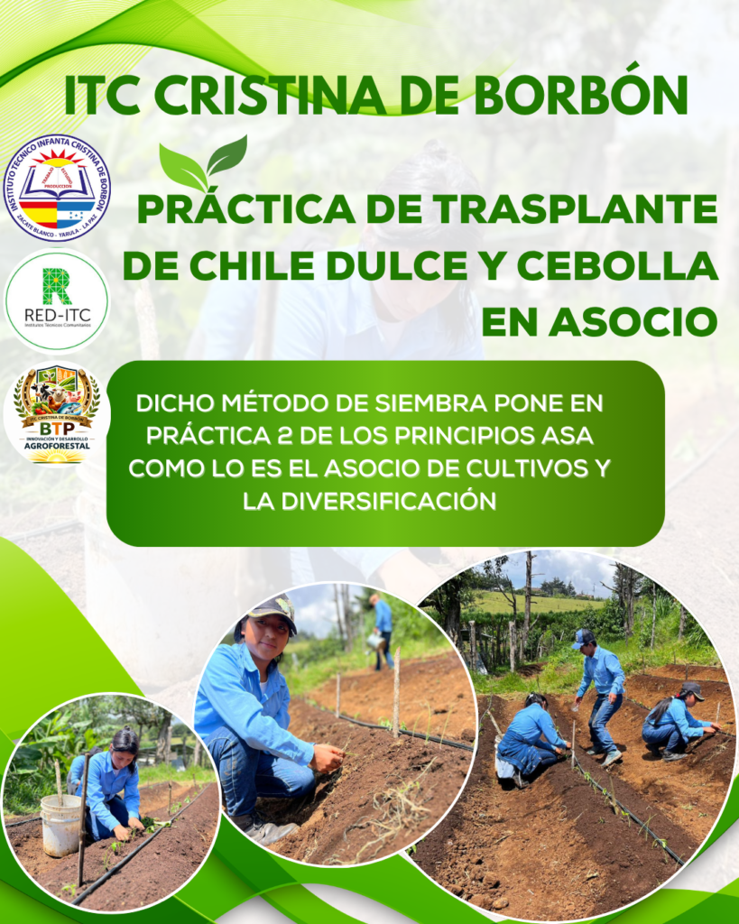 Trasplante de chile dulce y cebolla en asocio - Red ITC